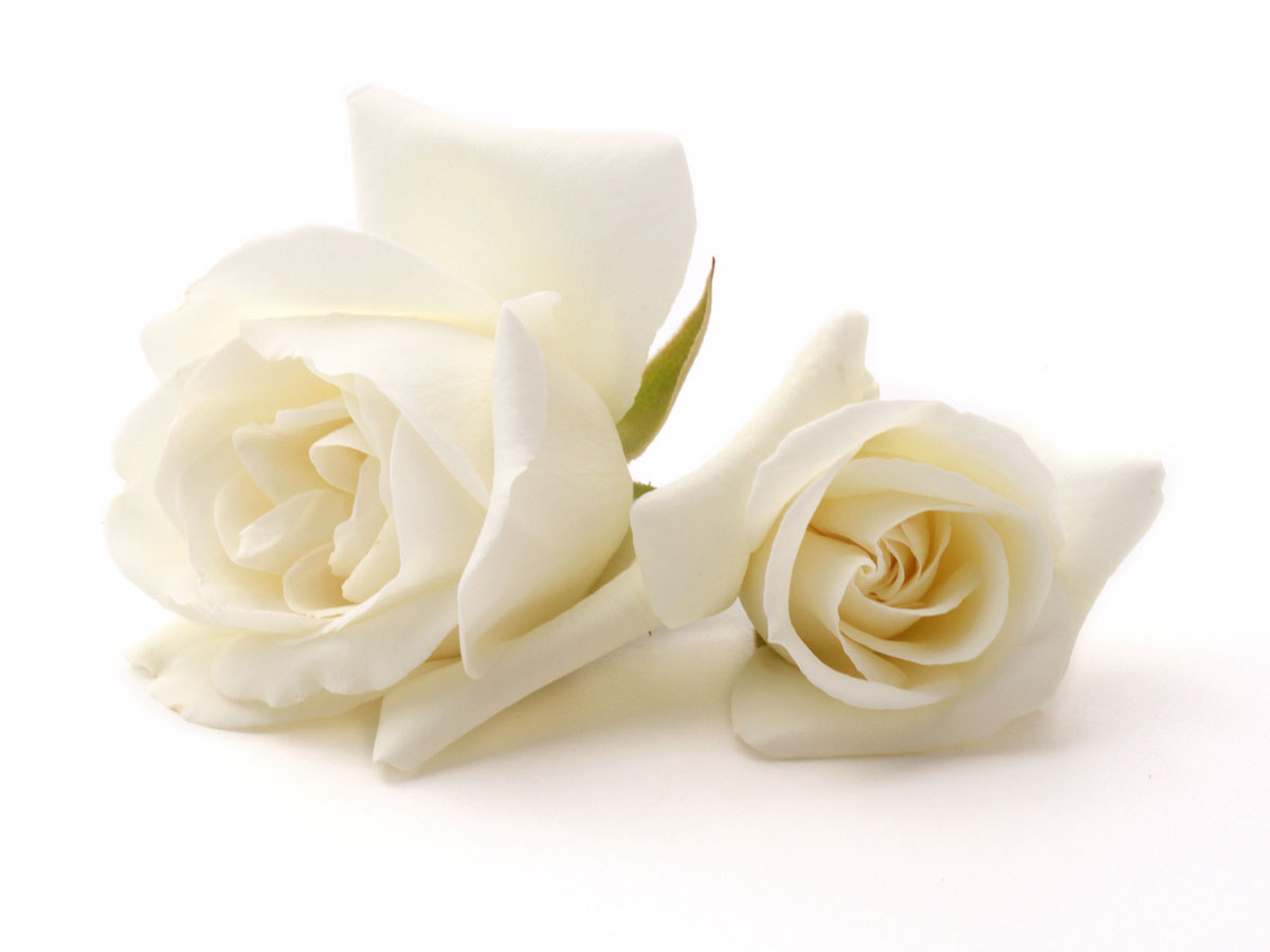 ADMIN - Thank you for signing - White Rose Modern Funerals